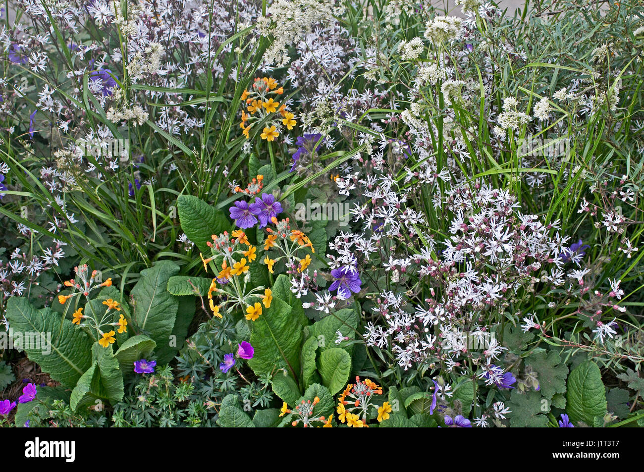 Geranium flower border hi-res stock photography and images - Alamy