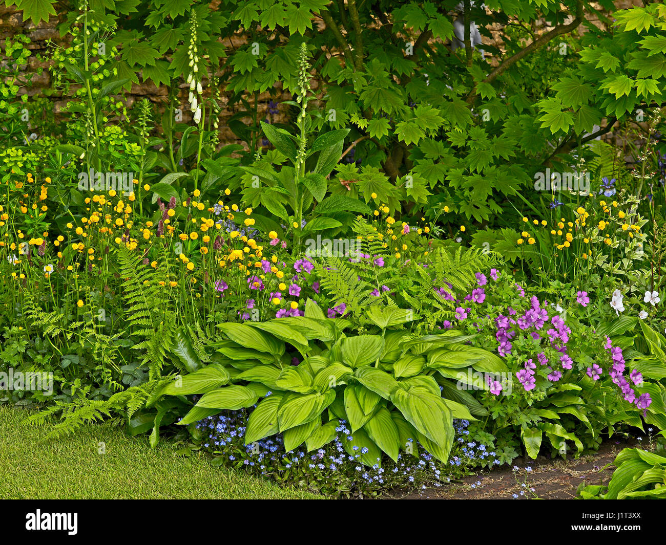 Hostas and ferns hi-res stock photography and images - Alamy