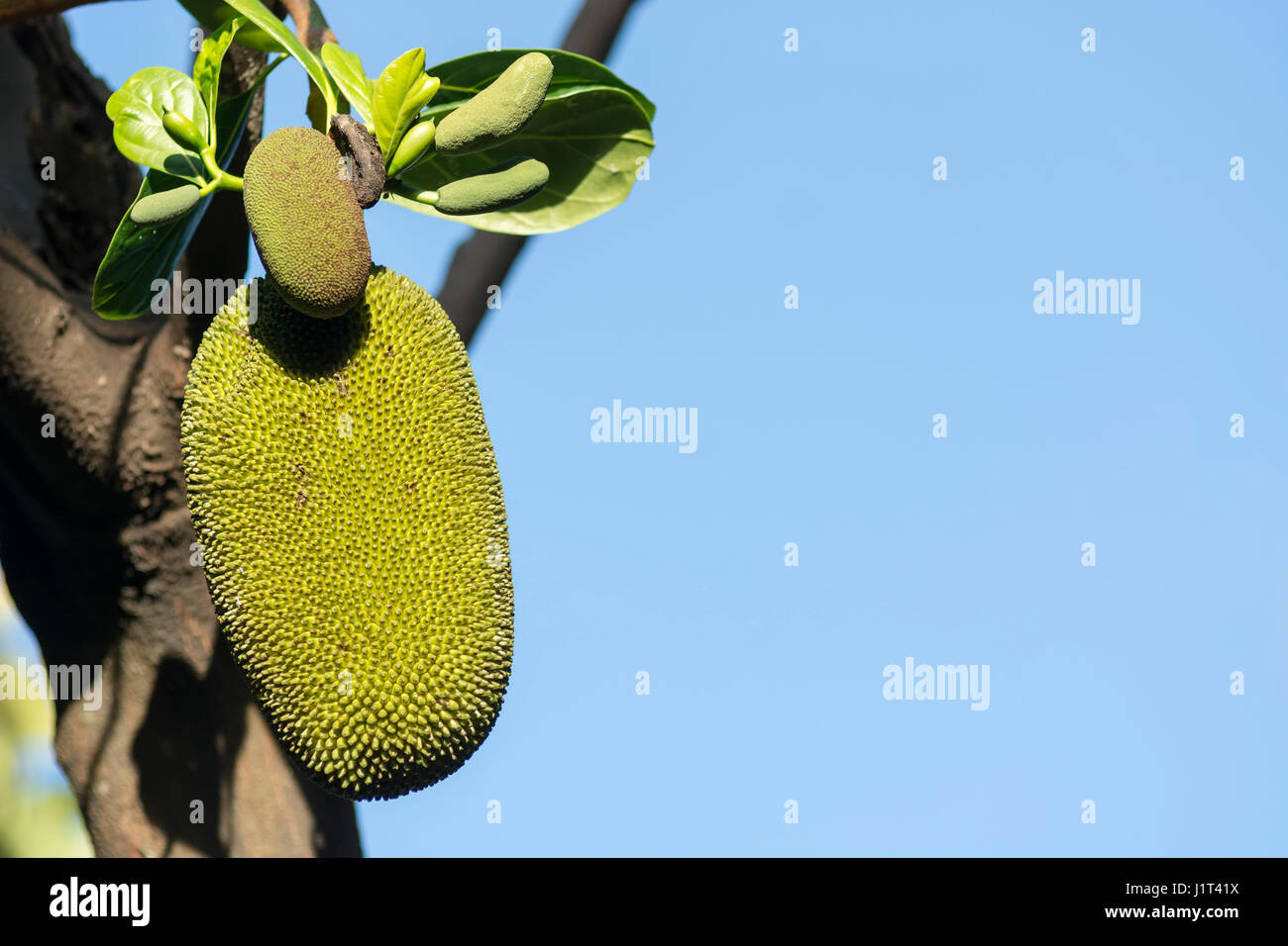 Jackfruit philippines hi-res stock photography and images - Alamy