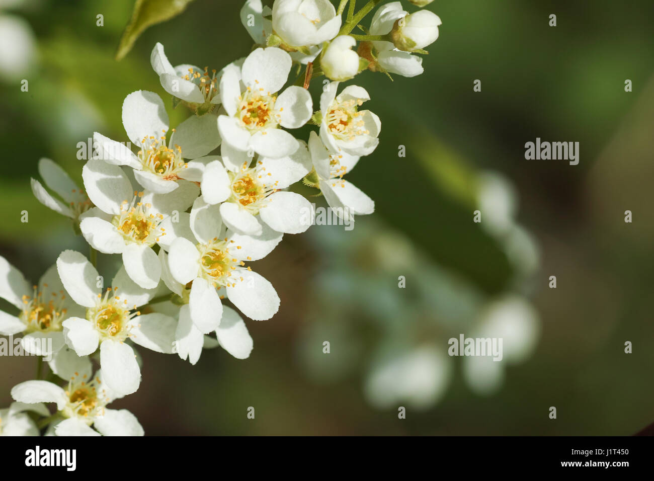 Bird cherry tree Stock Photo - Alamy