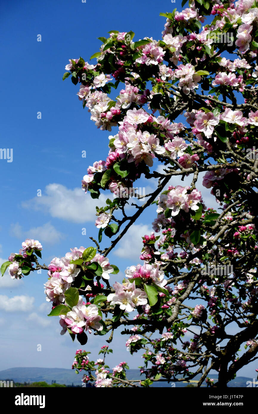 Bramley Apple Tree High Resolution Stock Photography and Images - Alamy