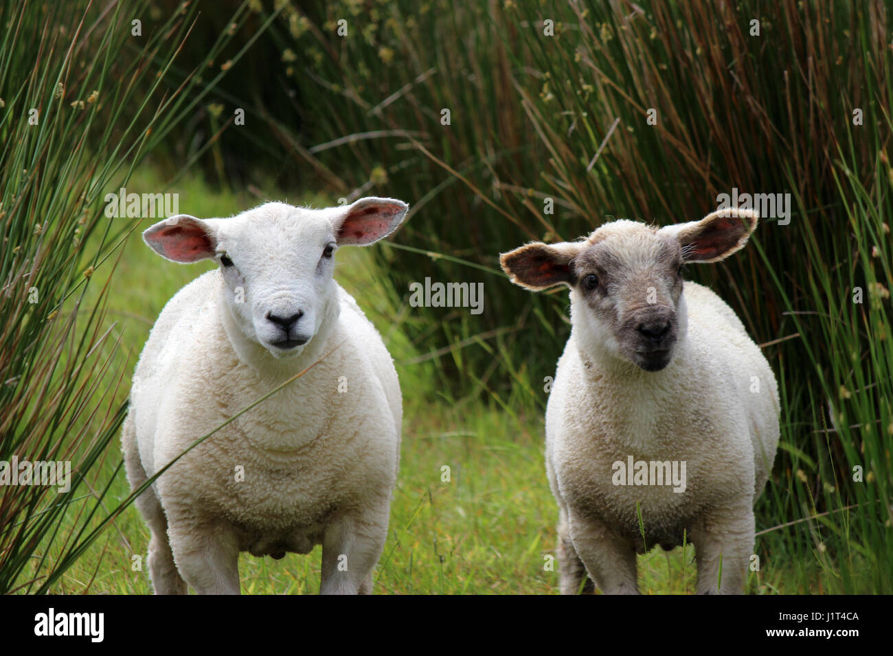 A pair of lambs look on while having their photo taken Stock Photo - Alamy