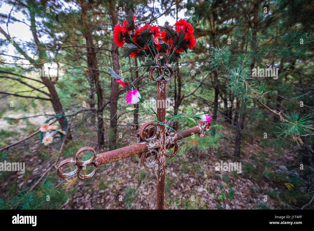 Chernobyl flowers hi-res stock photography and images - Alamy