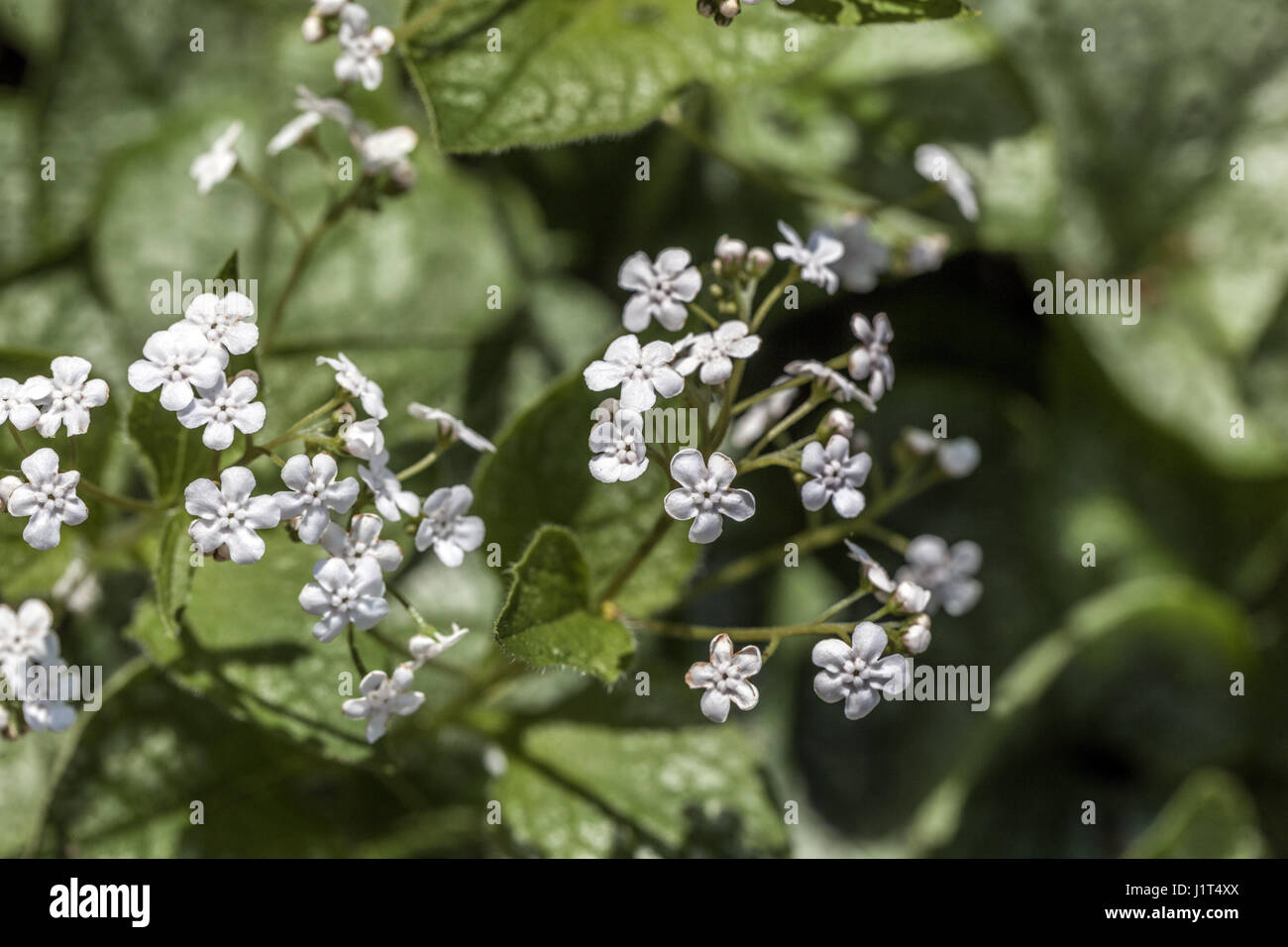 Brunnera hi-res stock photography and images - Alamy