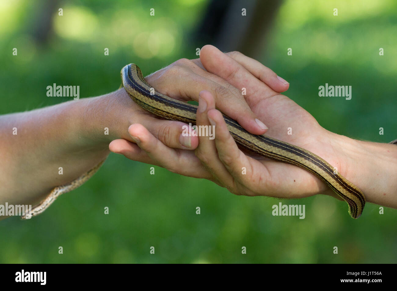 Mimophis hi-res stock photography and images - Alamy