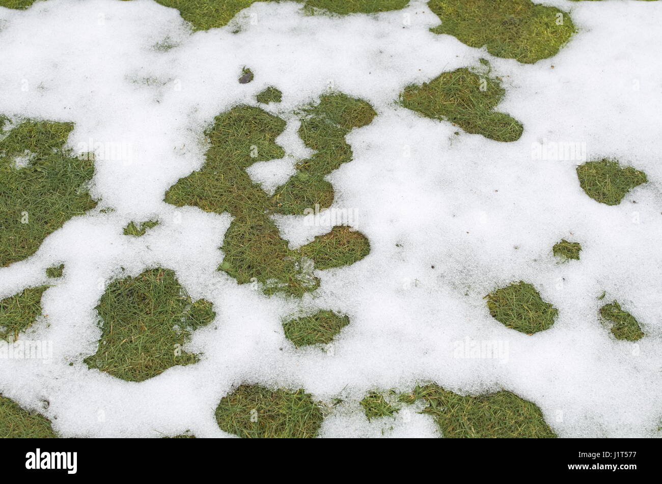 Grass Patches in the Snow Spring Melting Stock Photo - Alamy