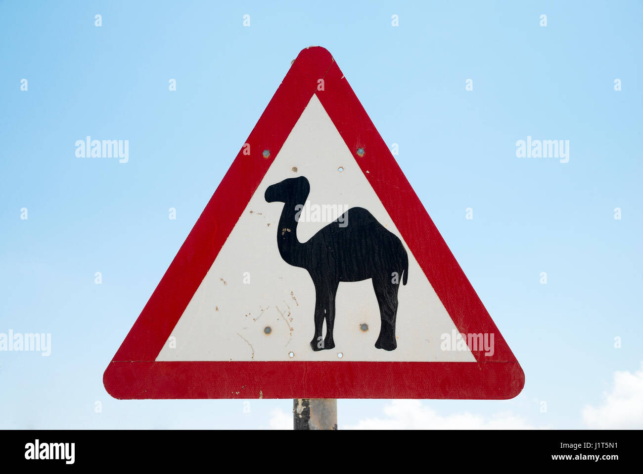 Camel warning sign in Dhofar Governorate, Oman Stock Photo - Alamy