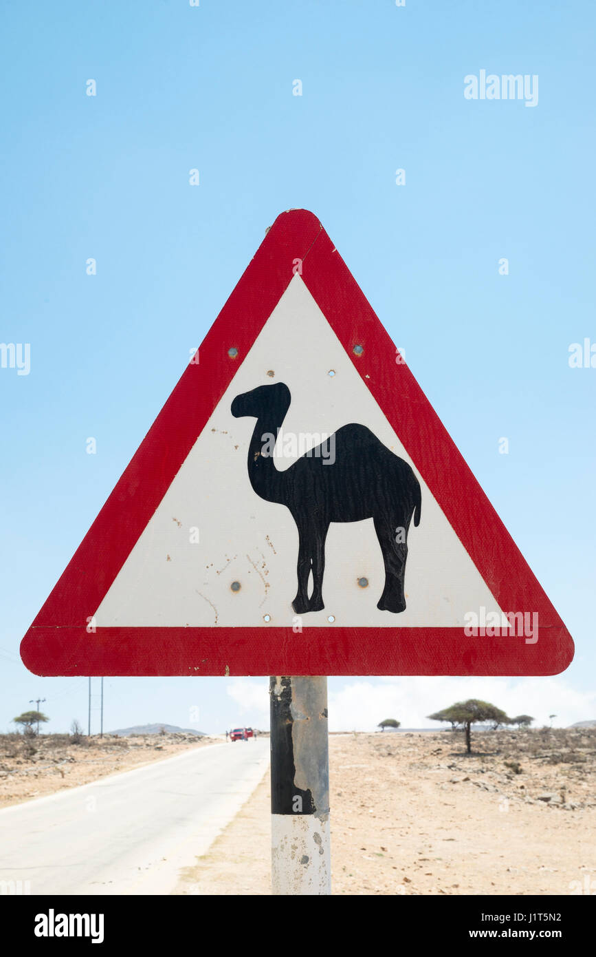 Camel warning sign in Dhofar Governorate, Oman Stock Photo - Alamy
