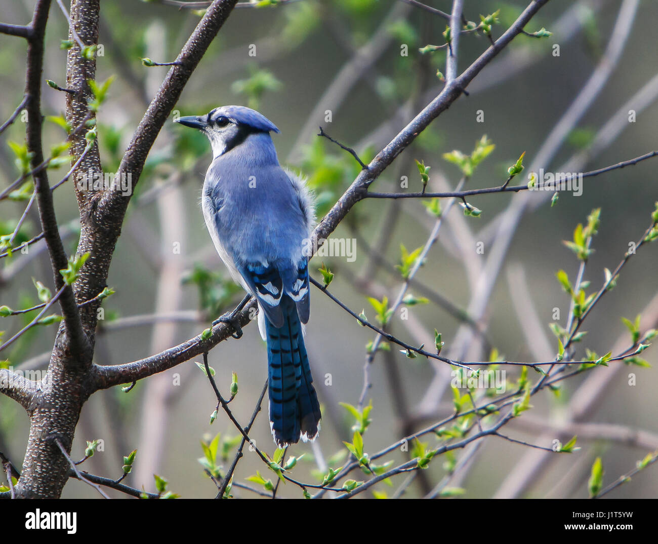Central park new york blue jay cyanocitta cristata hi-res stock ...