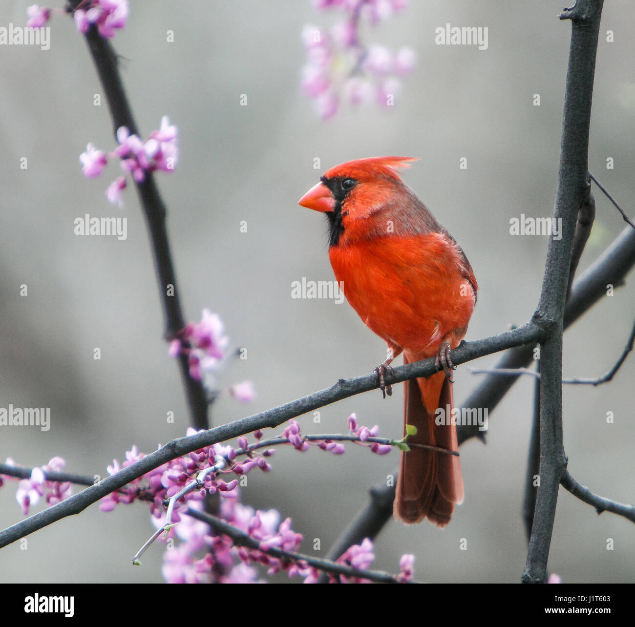 Northern Cardinal [Cardinalis cardinalis] perched on tree branch at ...