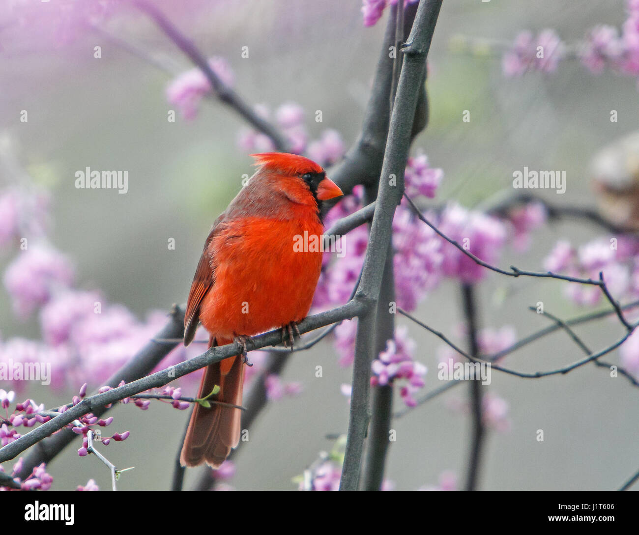 Northern Cardinal [Cardinalis cardinalis] perched on tree branch at ...
