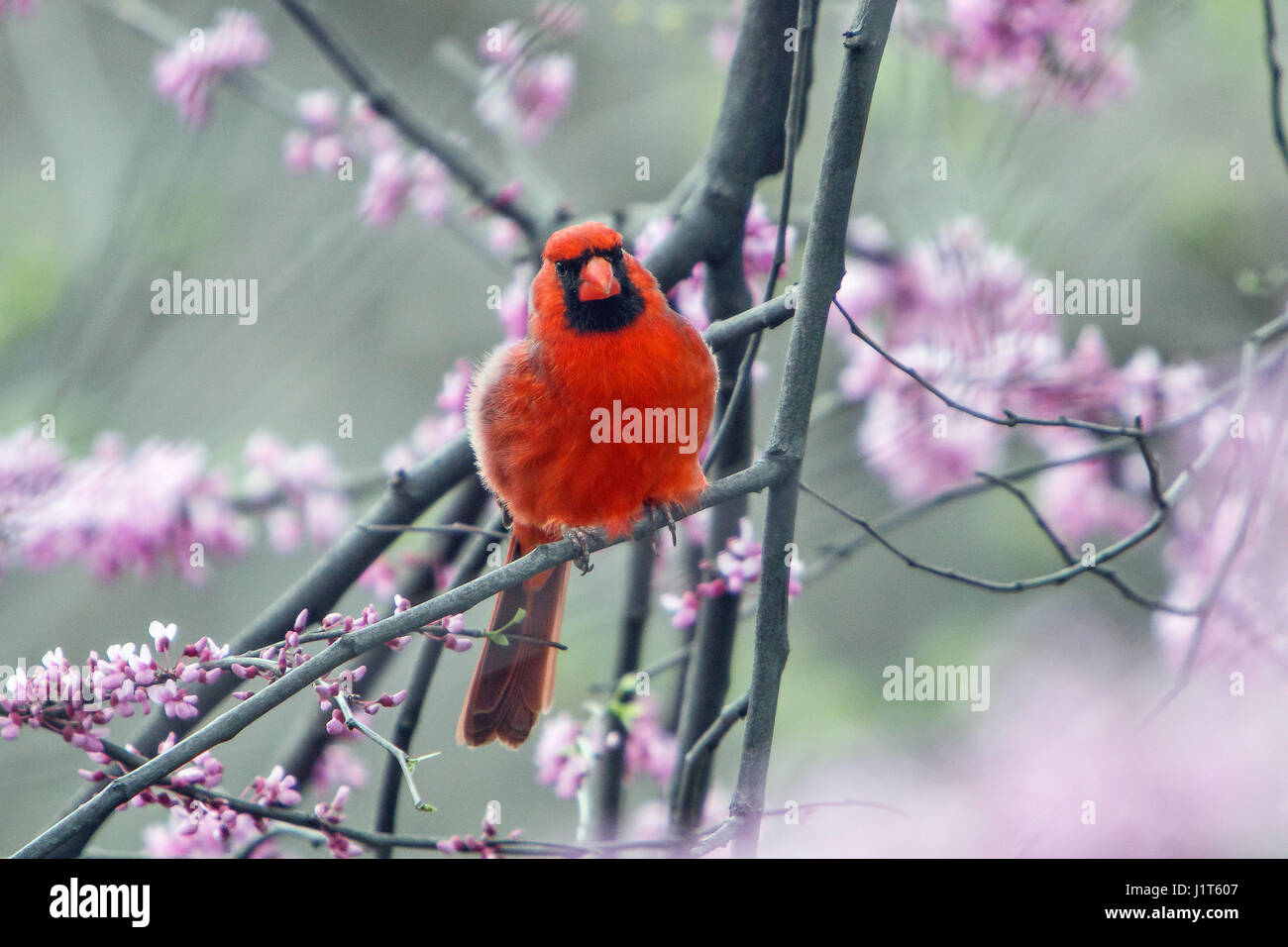 Northern Cardinal [Cardinalis cardinalis] perched on tree branch at ...