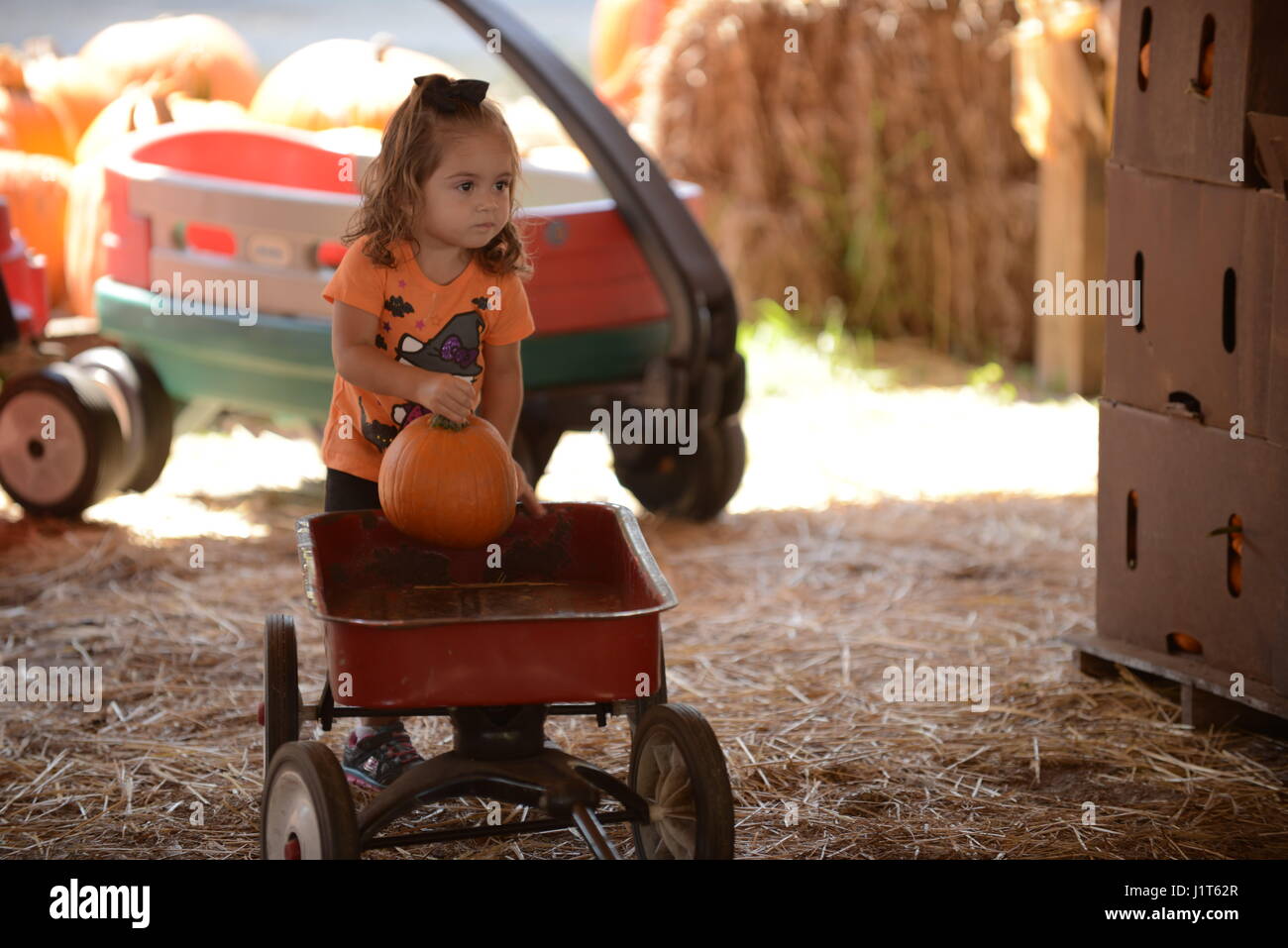 pumpkins at a vegetable mart Stock Photo - Alamy