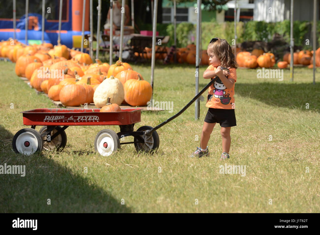 pumpkins at a vegetable mart Stock Photo - Alamy