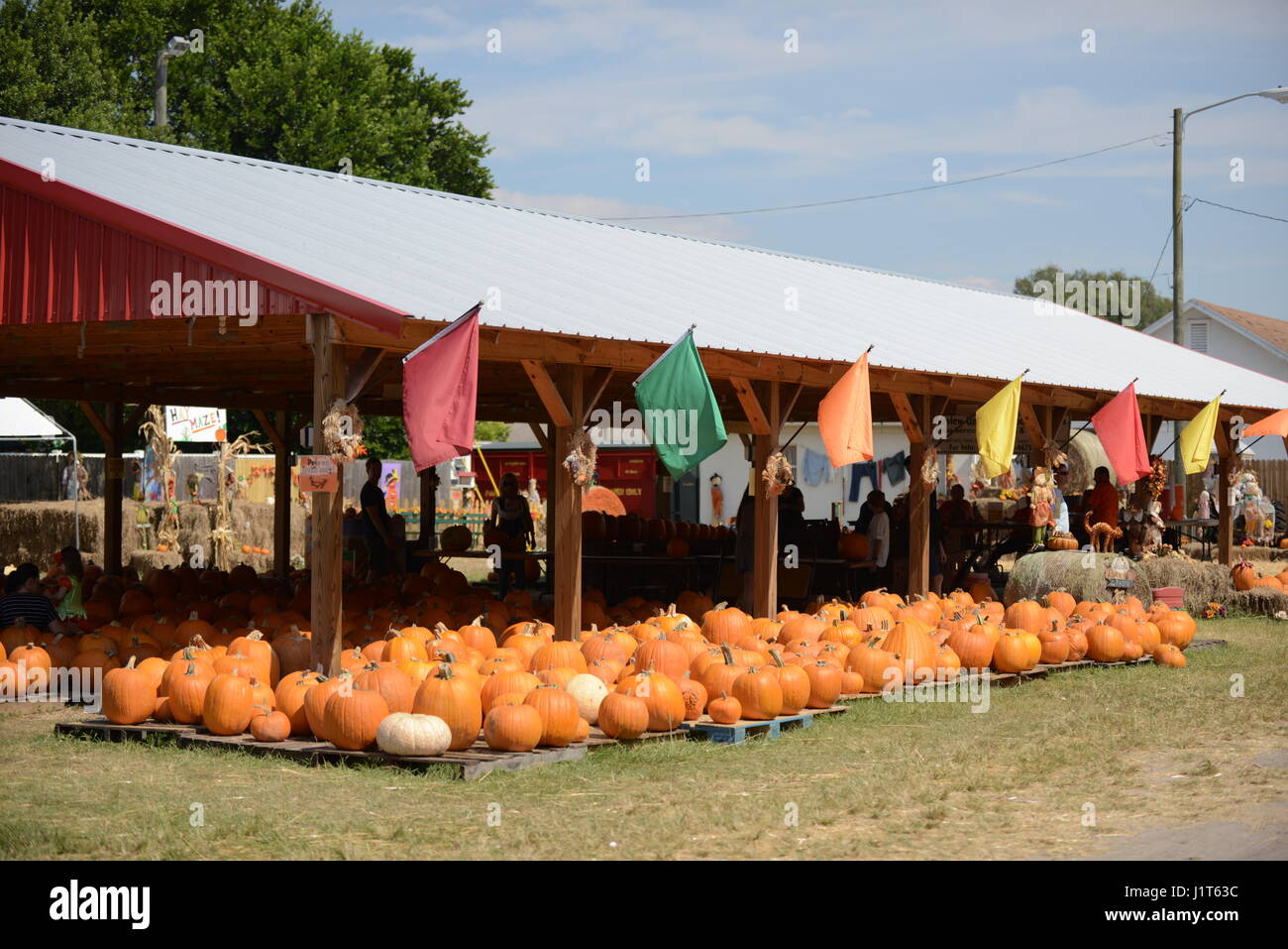 pumpkins at a vegetable mart Stock Photo - Alamy