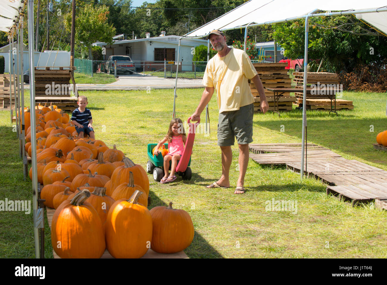 pumpkins at the pumpkin patch Stock Photo - Alamy