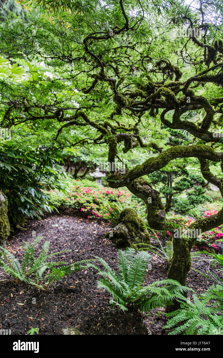 Twisted Branches on Small Tree in Garden Stock Photo - Alamy