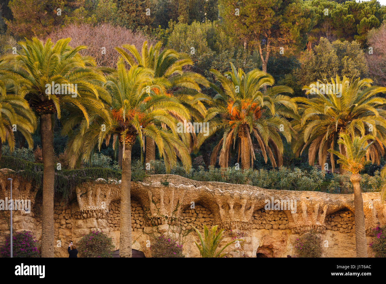 Barcelona, Spain - January 03 2017: The palm trees in a park Guell in ...