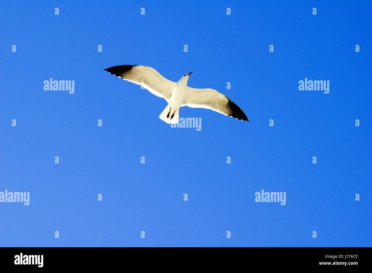 bird's flying in the deep blue sky Stock Photo - Alamy