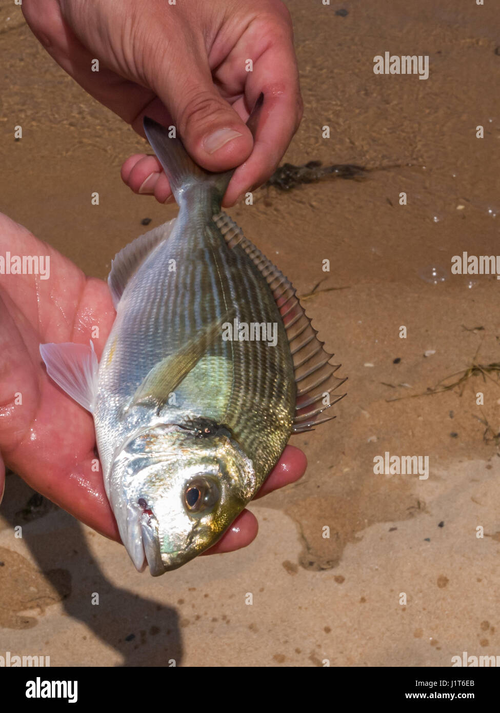 A fisherman showing off is catch Stock Photo - Alamy