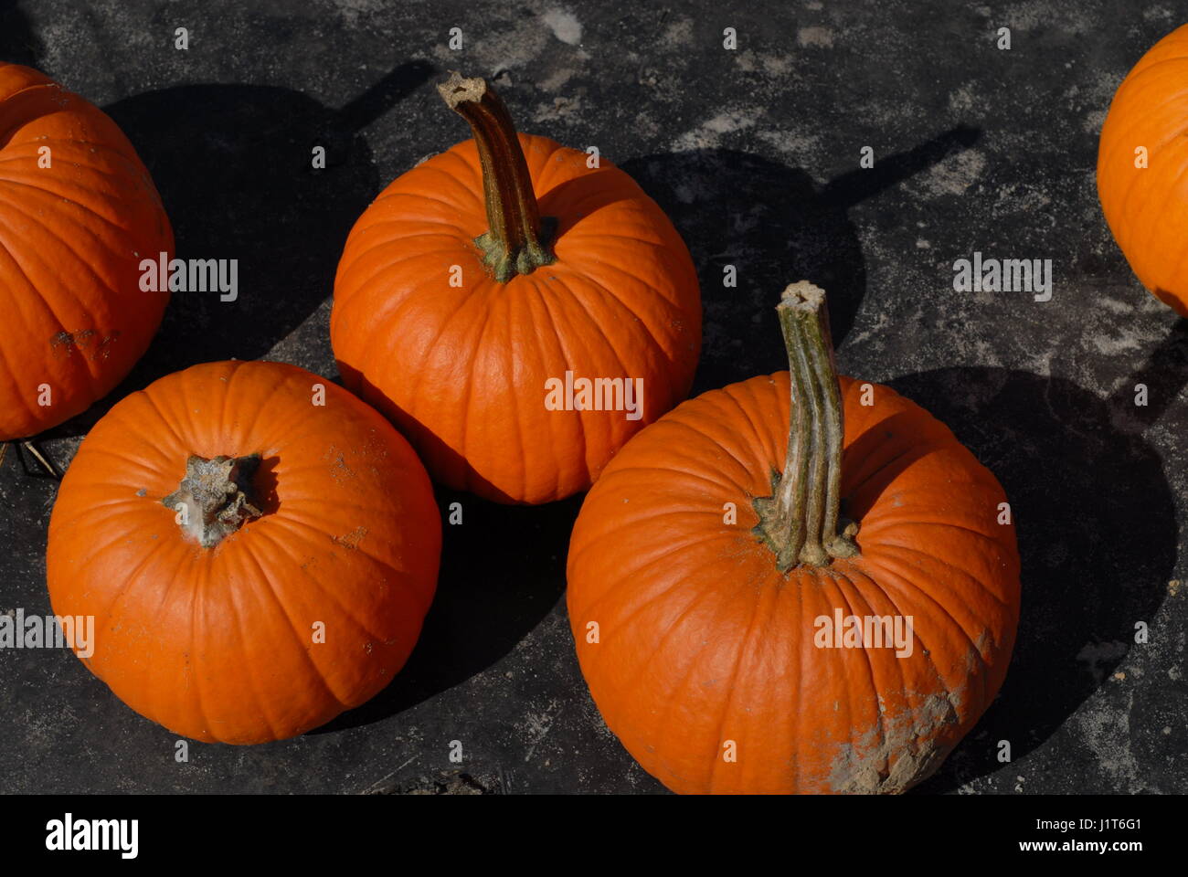 Big pumkins hi-res stock photography and images - Alamy