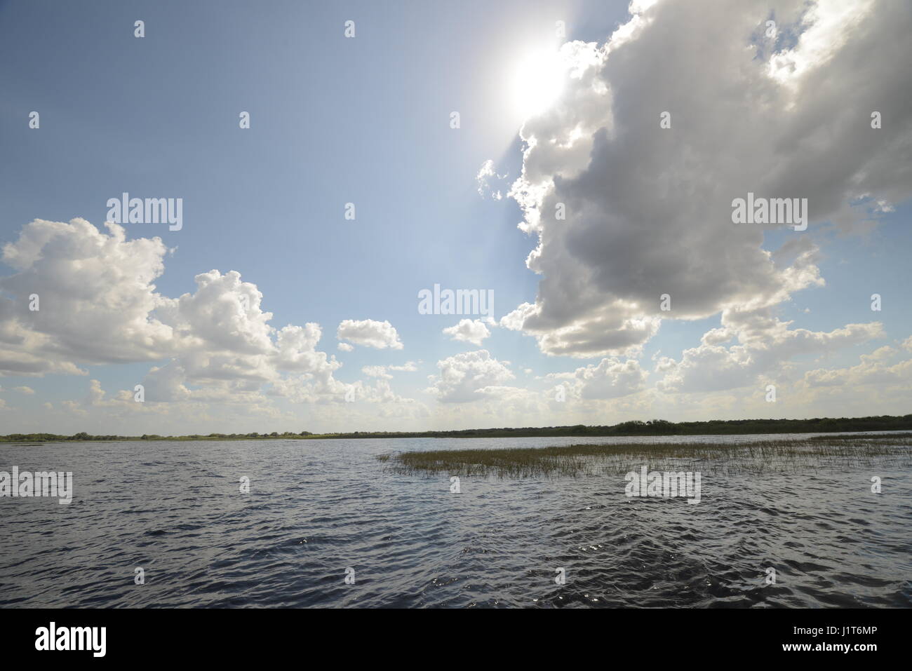 swamp water mid state of Florida USA Stock Photo - Alamy
