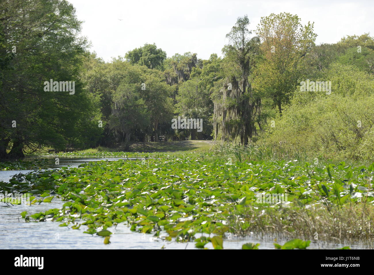 Swamp water hi-res stock photography and images - Alamy