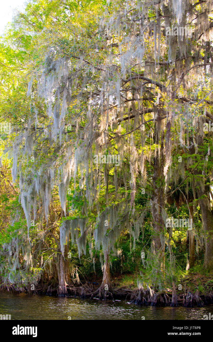 swamp water mid state of Florida USA Stock Photo - Alamy