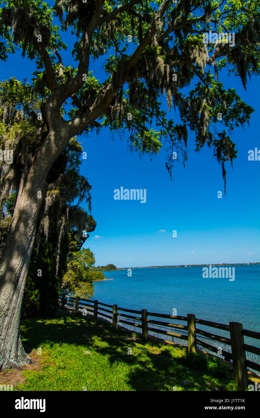 Florida trees with hanging Spanish moss Stock Photo - Alamy