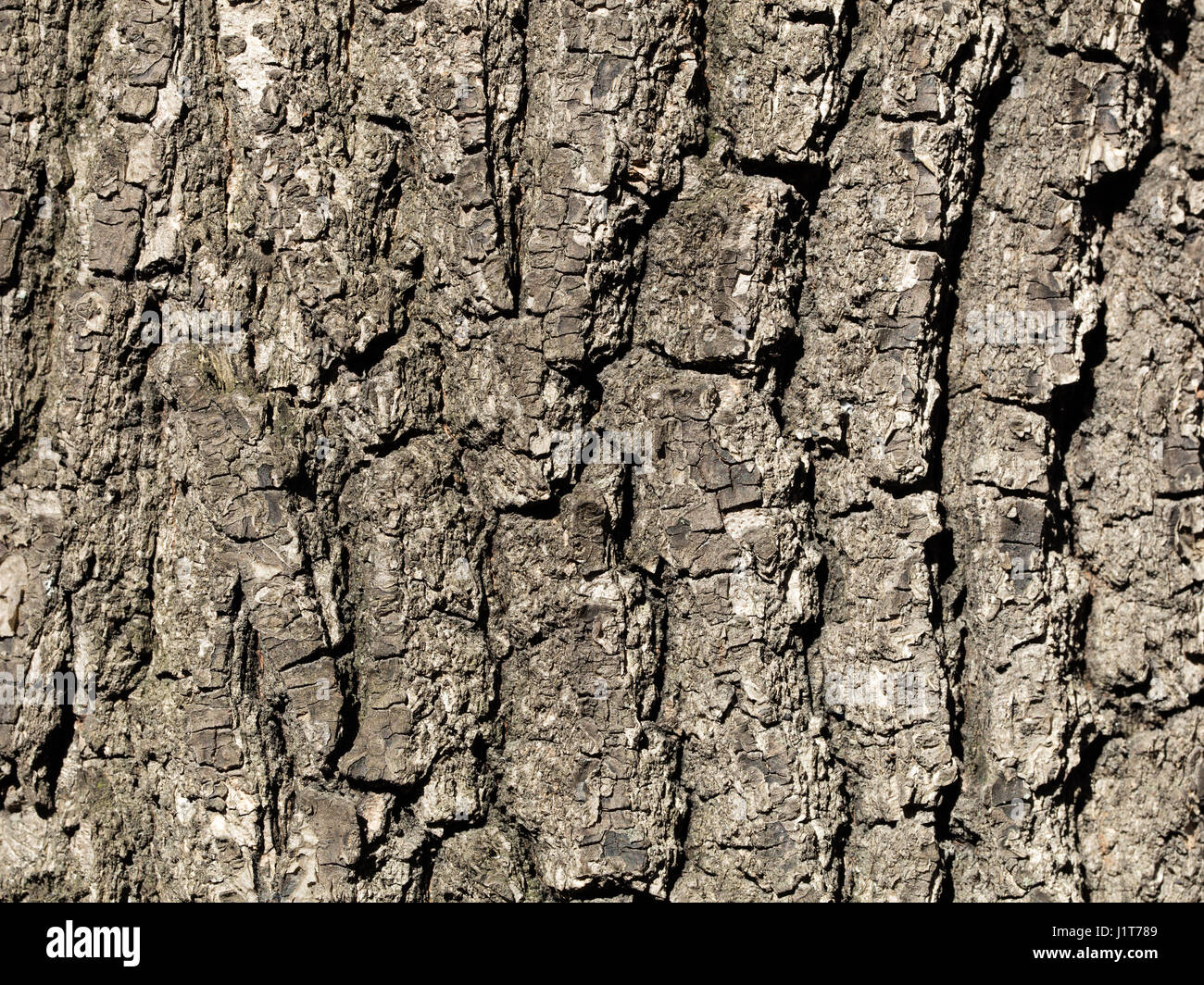 Tree bark texture close-up of selective focus. Use of bark oak wood as ...