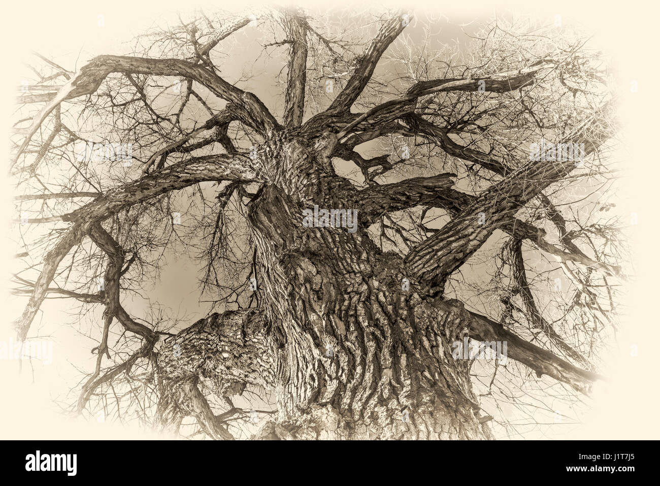 Wyoming State Tree Coloring Pages