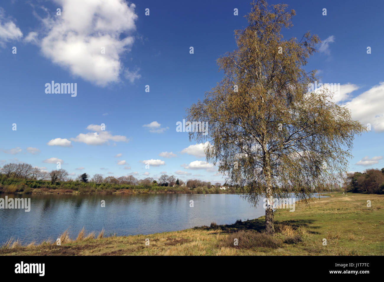 Papercourt Lake, Ripley, Surrey, England, UK Stock Photo - Alamy
