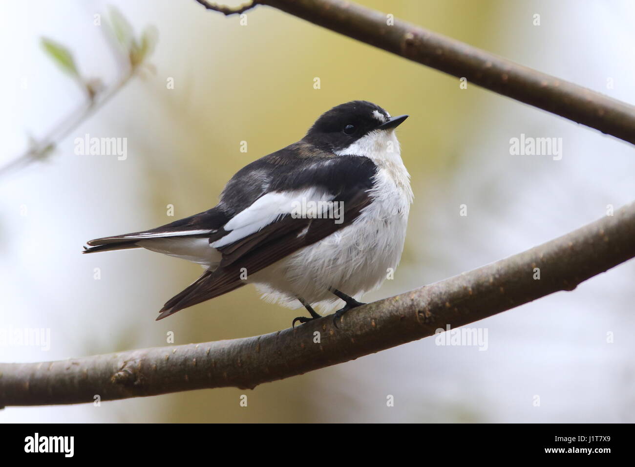 Male Pied Flycatcher Stock Photo - Alamy