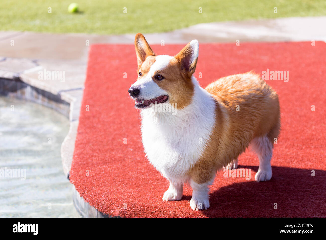Pembroke Welsh Corgi standing outdoors at a dog park Stock Photo - Alamy