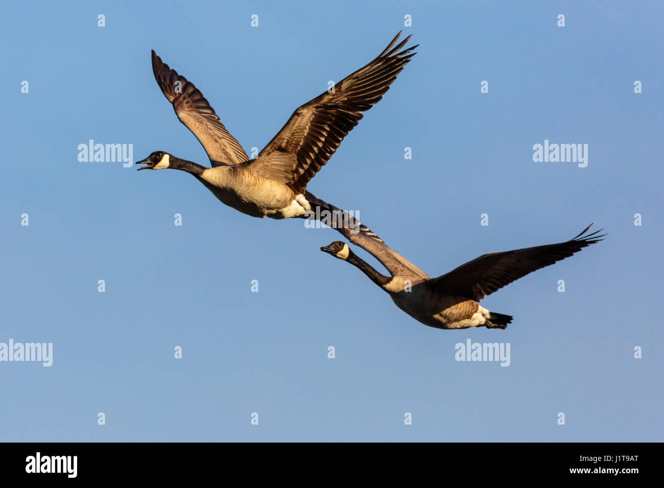 Two Canada Geese (branta canadensis) flying in a Wisconsin blue sky in ...