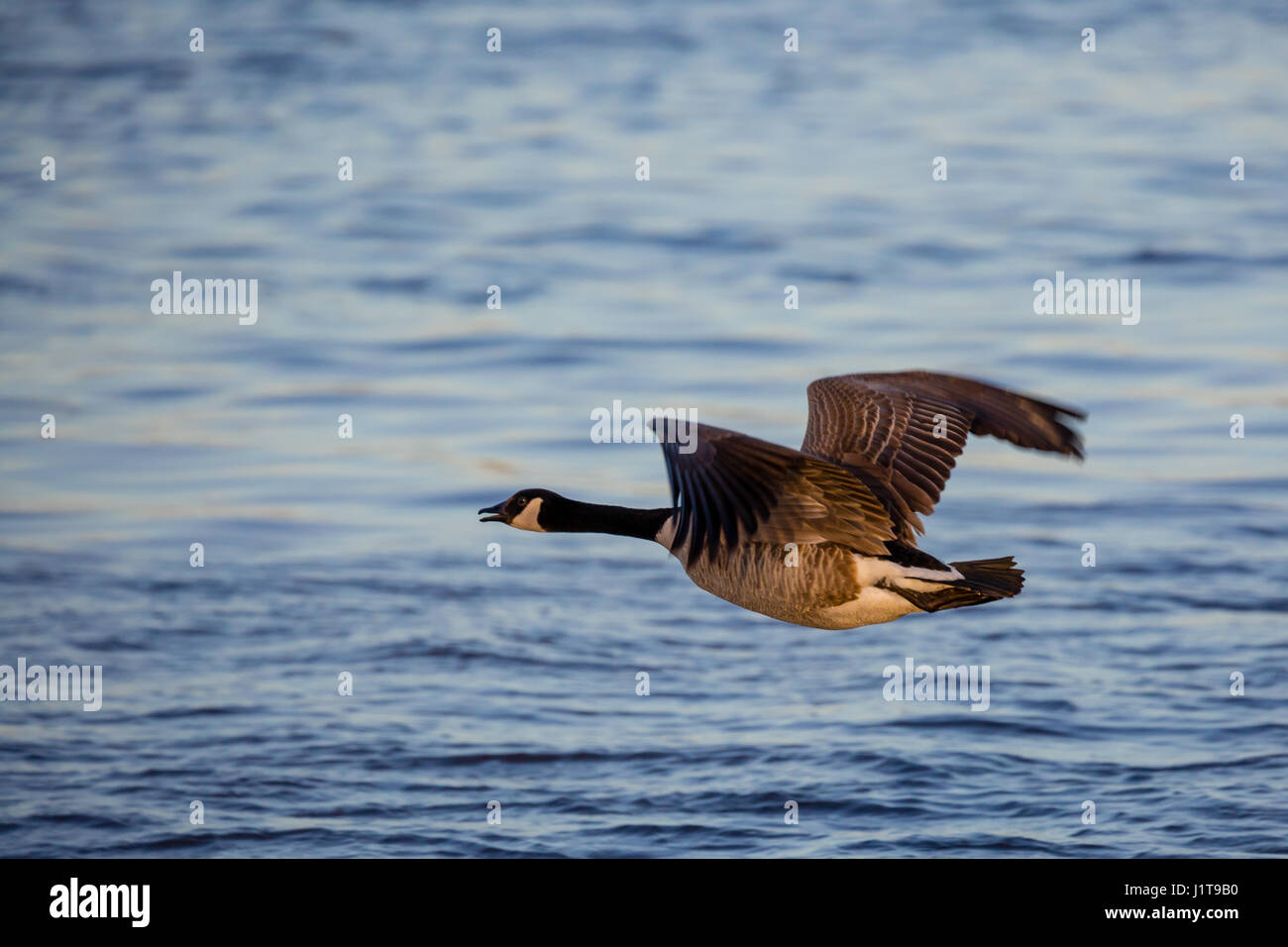 Single Canada Goose (branta canadensis) flying over a blue lake in ...