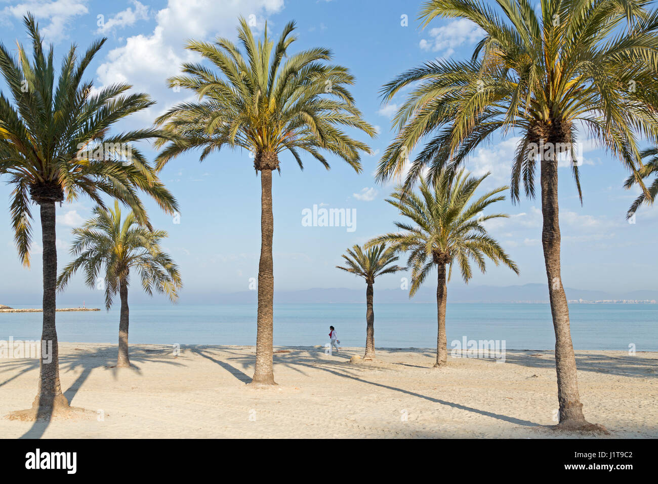 palm trees at the beach, S´Arenal, Majorca, Spain Stock Photo - Alamy