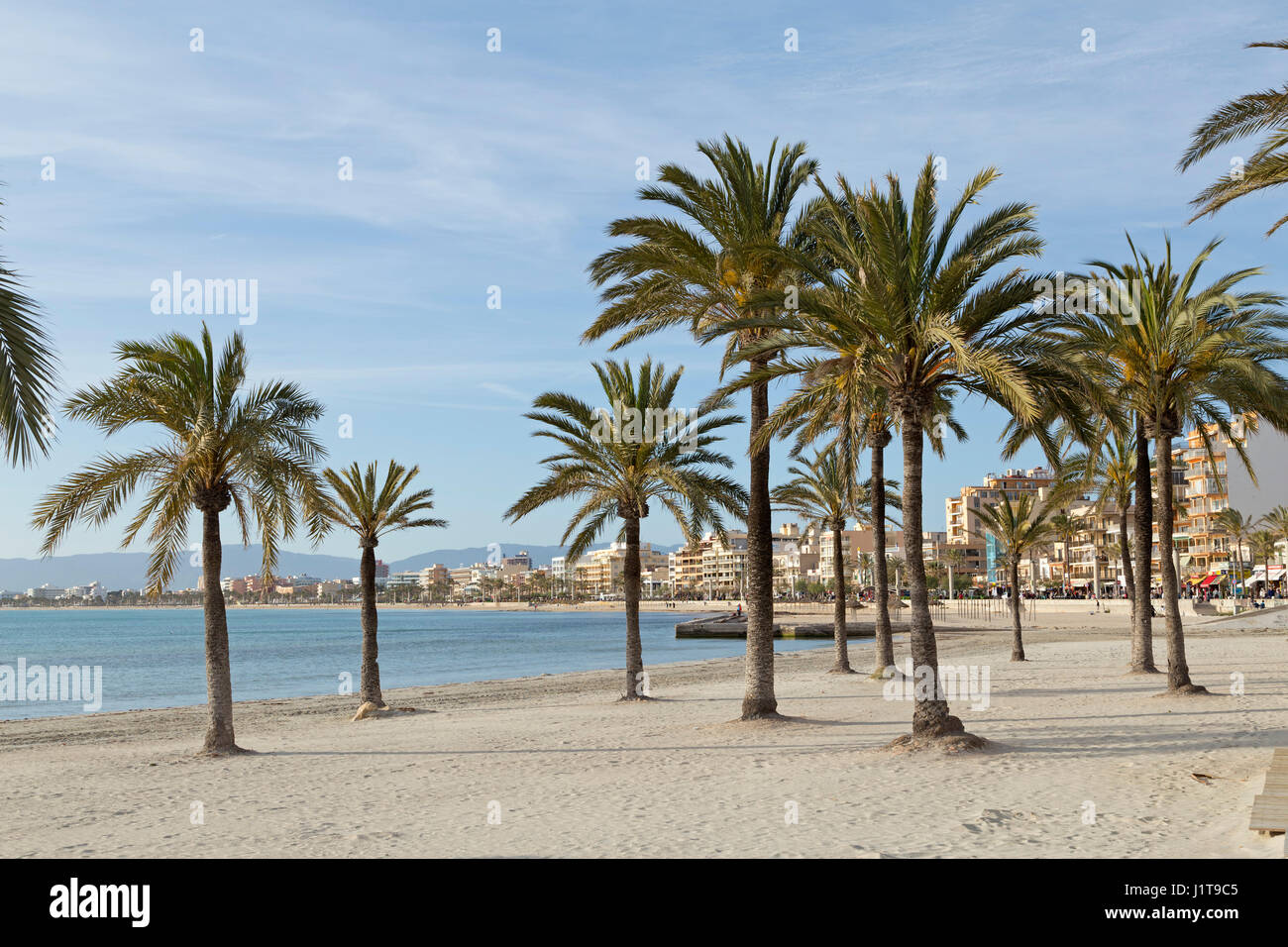 palm trees at the beach, S´Arenal, Majorca, Spain Stock Photo - Alamy