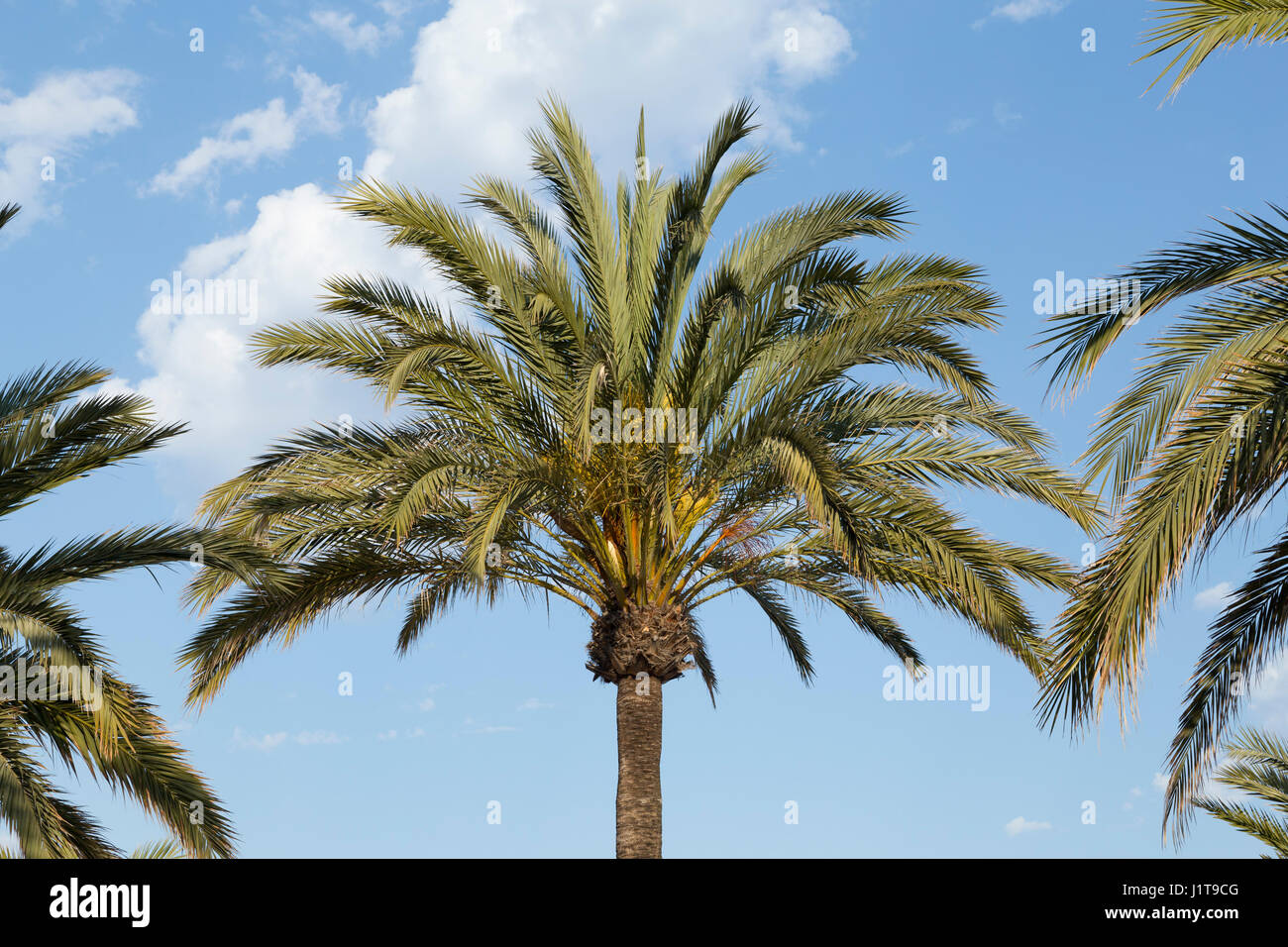 palm tree at the beach, S´Arenal, Majorca, Spain Stock Photo - Alamy