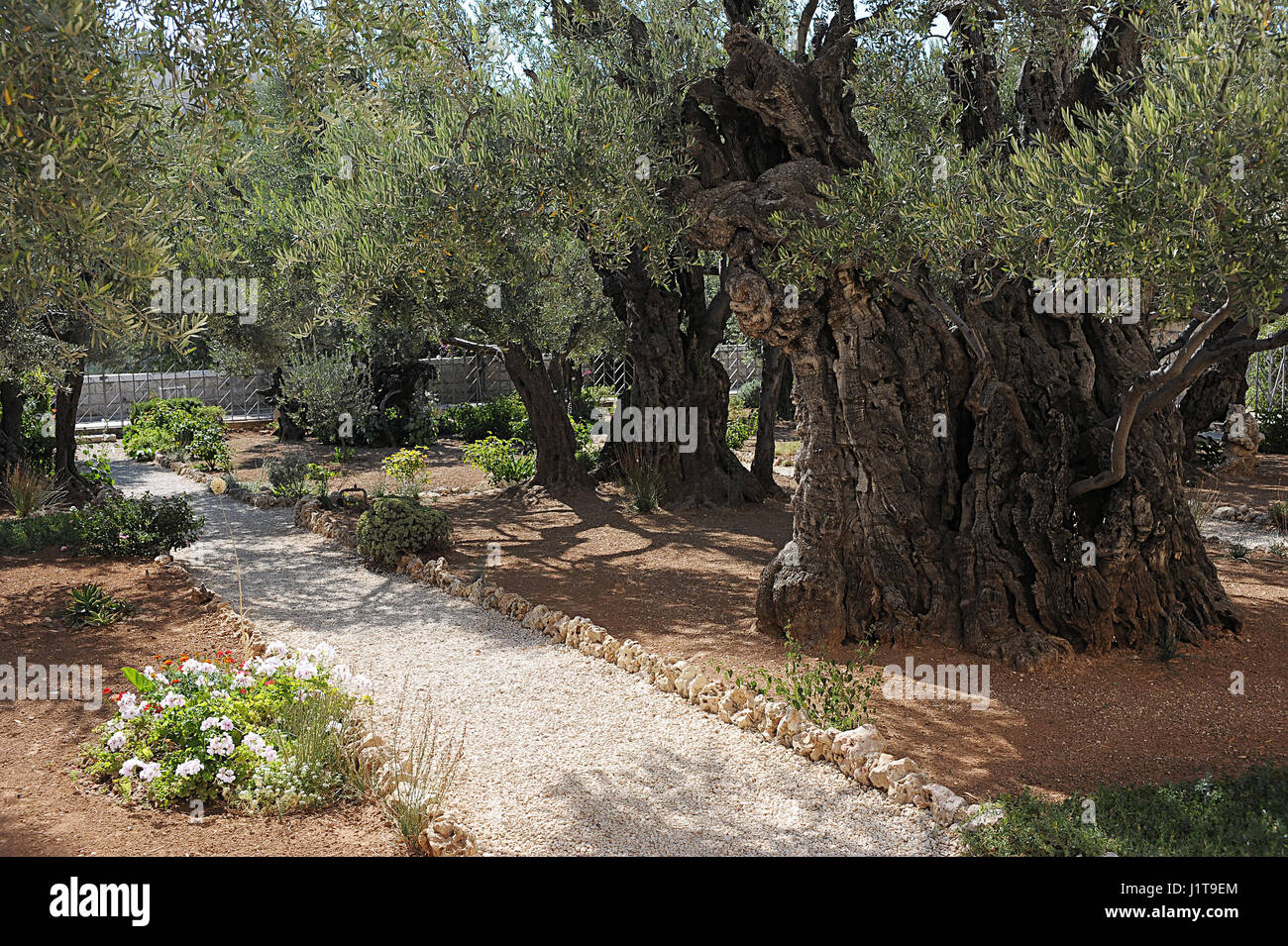 Old olive trees in the Garden of Gethsemane in Jerusalem Stock Photo ...