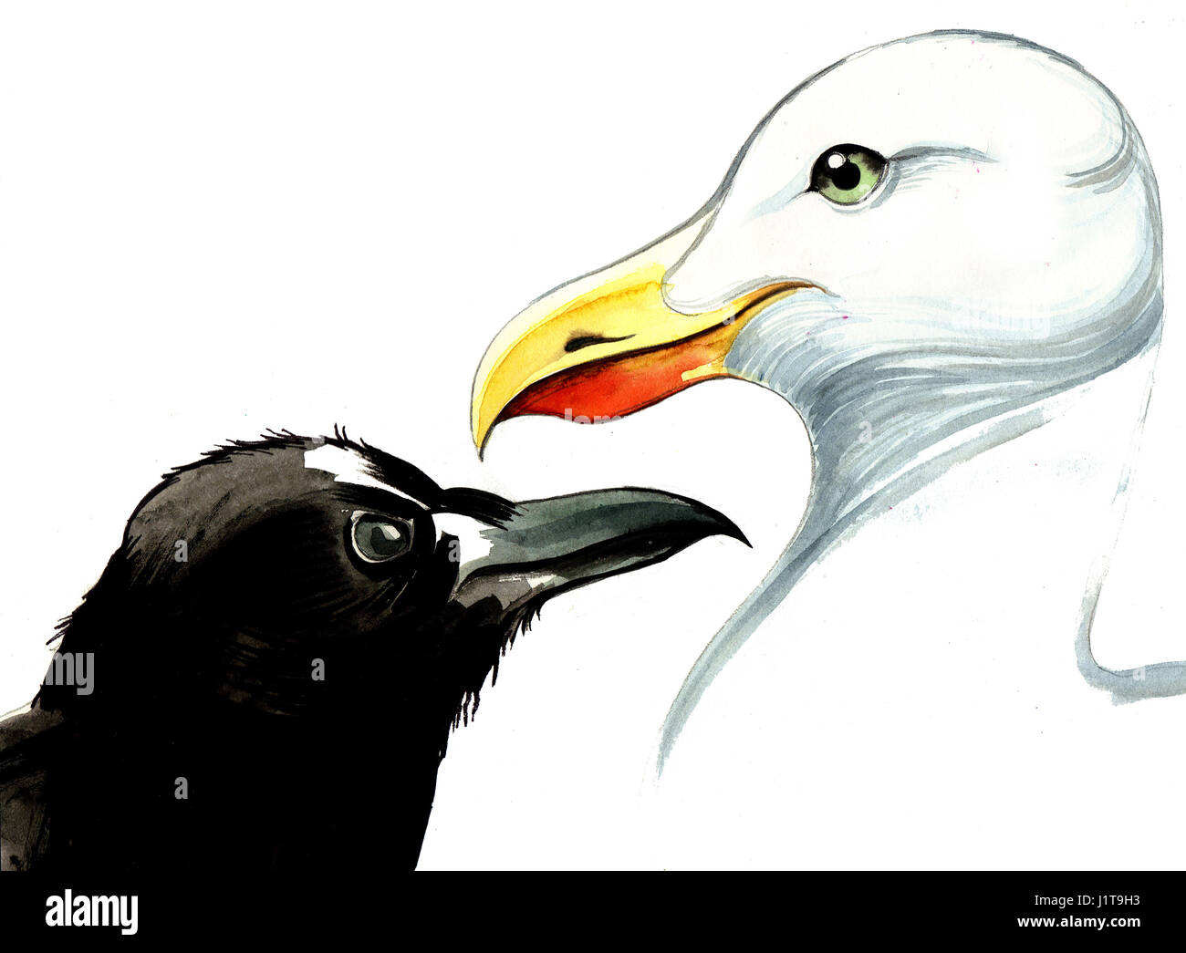 Black raven and white seagull Stock Photo - Alamy