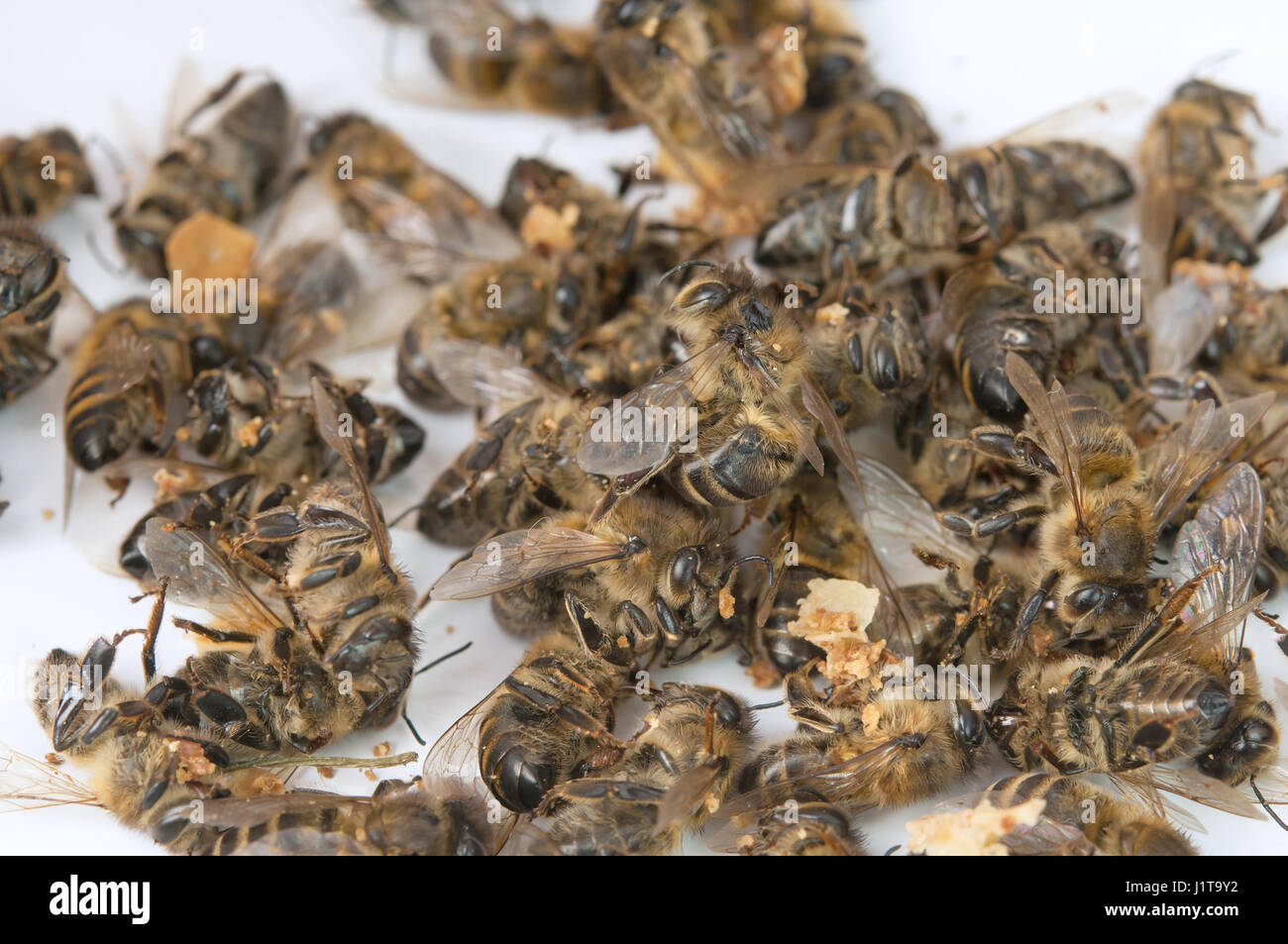 closeup group of dead bee isolated on white background Stock Photo - Alamy