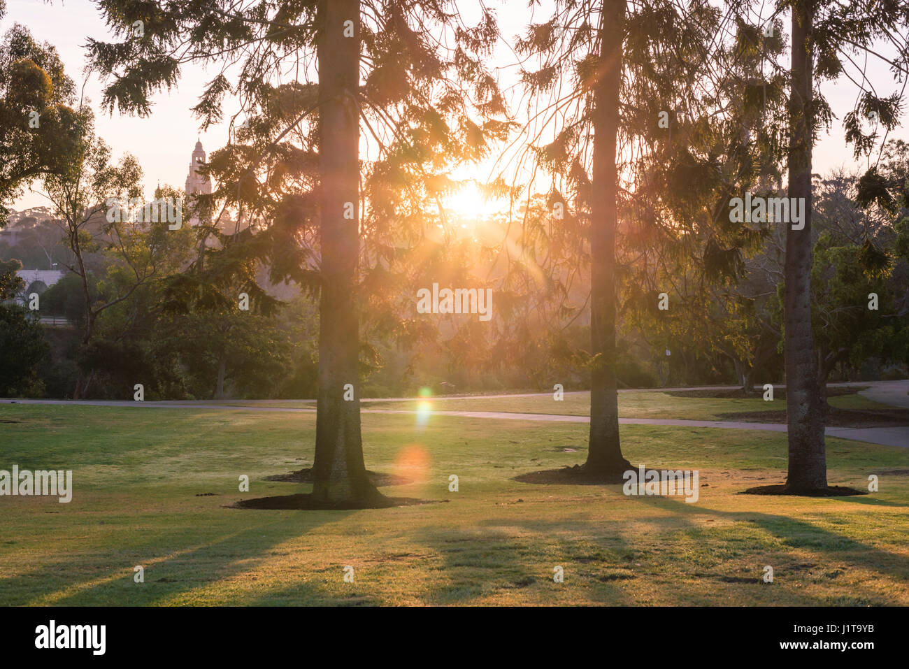 Sunrise with pine trees in a park setting. Balboa Park, San Diego ...