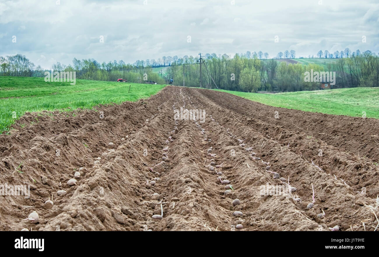potato ridges in just before harvesting Stock Photo - Alamy