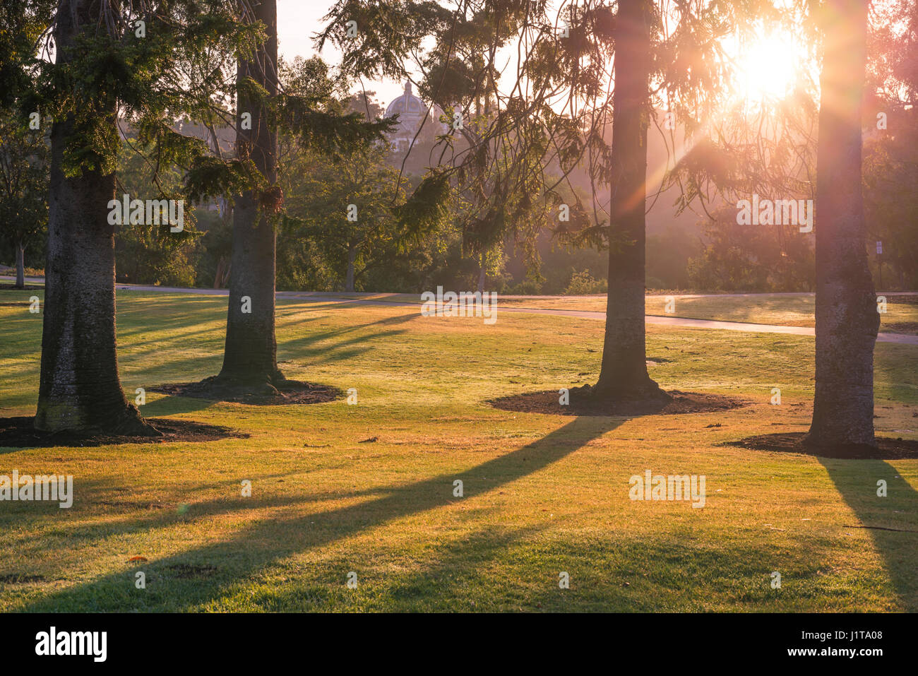 Sunrise with pine trees in a park setting. Balboa Park, San Diego ...
