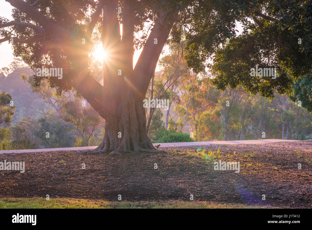Sunrise in a park setting. Balboa Park, San Diego, California, USA ...