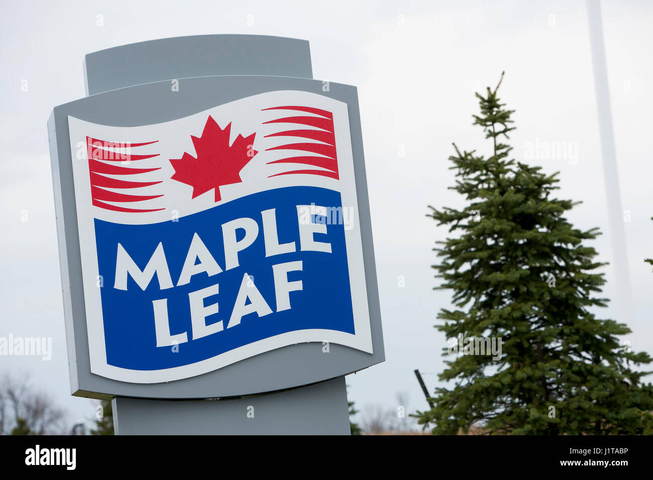 Maple leaf logo hi-res stock photography and images - Alamy