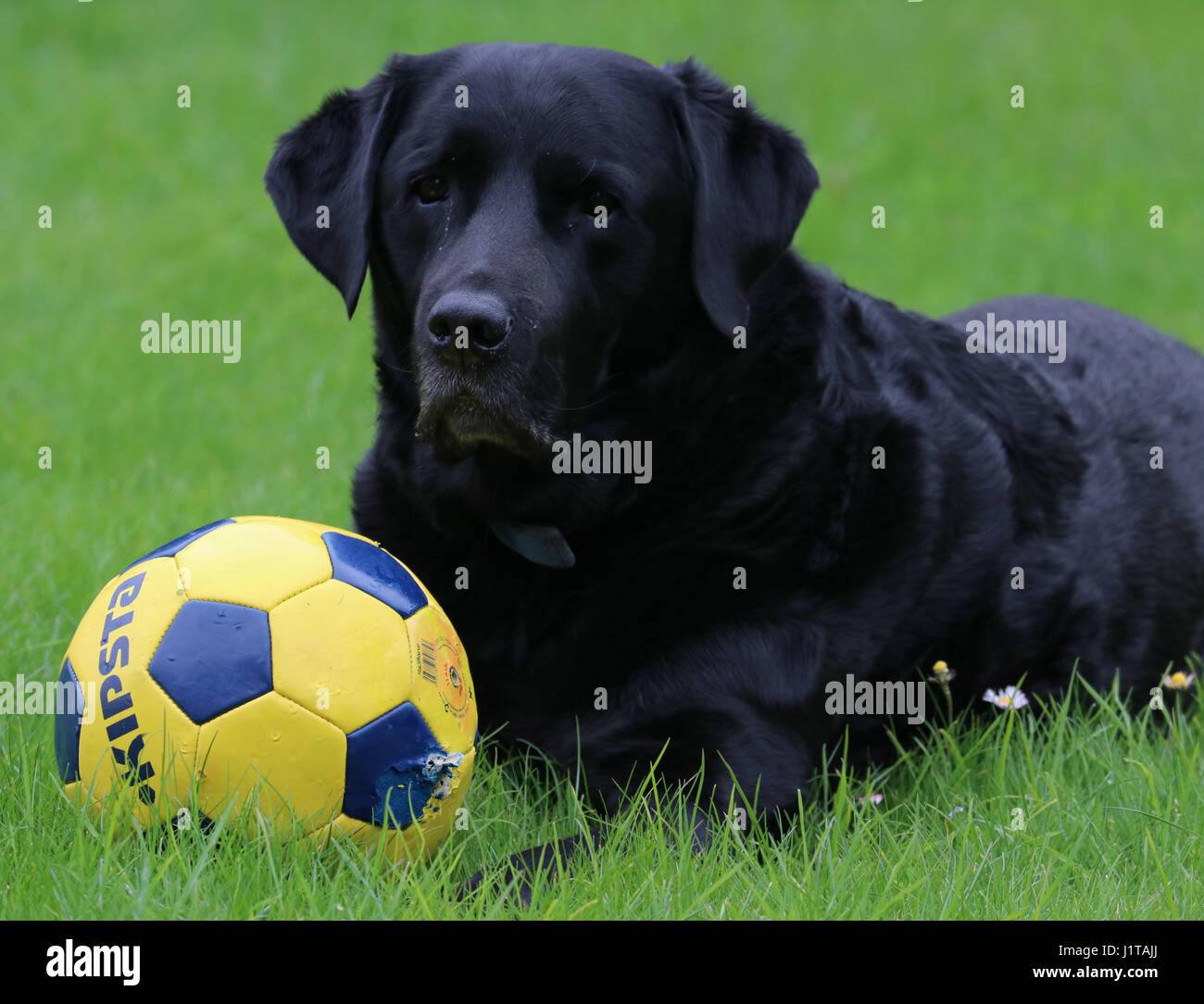 Handsome yellow labrador retriever hi-res stock photography and images ...