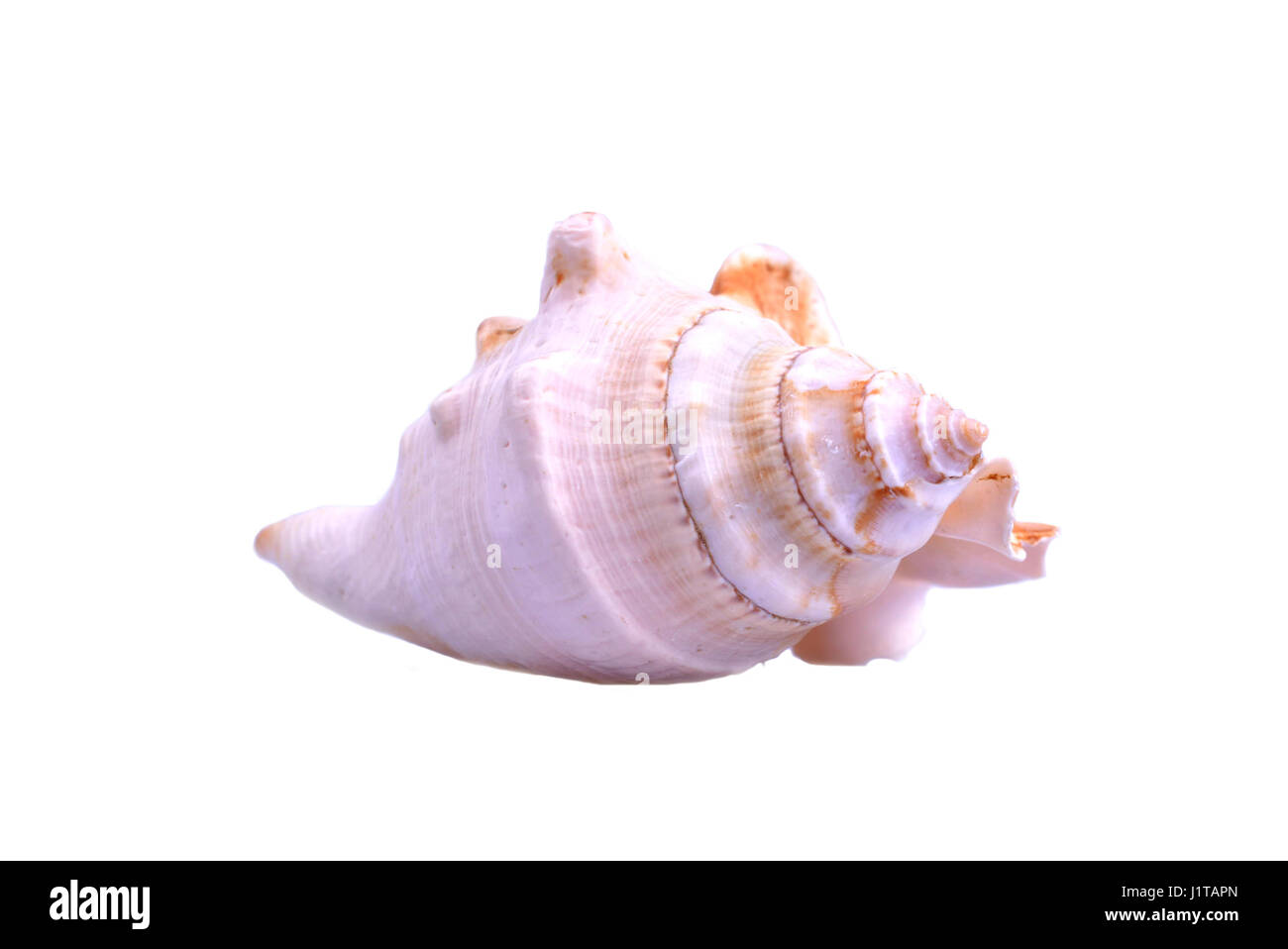 Shot shell hi-res stock photography and images - Alamy