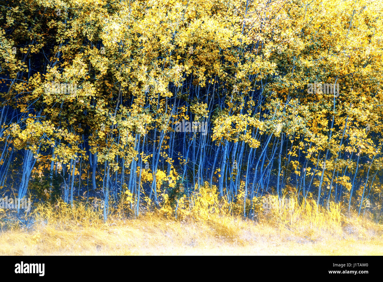 Tricky trees hi-res stock photography and images - Alamy